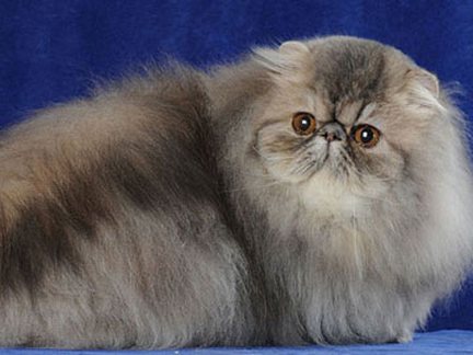 I 200 gatti più belli d'Europa nella Mostra internazionale felina a San ...